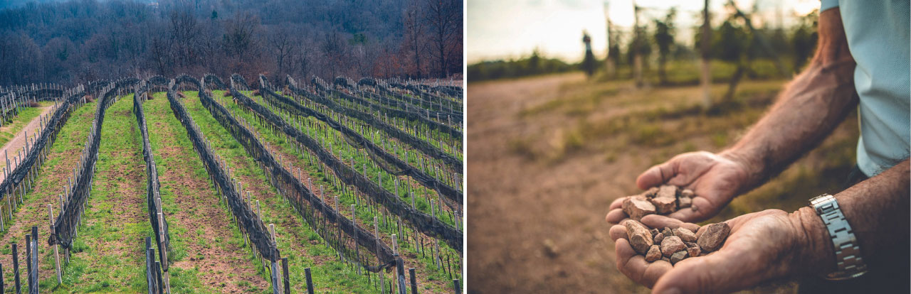 Roccia Rossa Wines: vini preziosi forgiati nella roccia - Torino Magazine