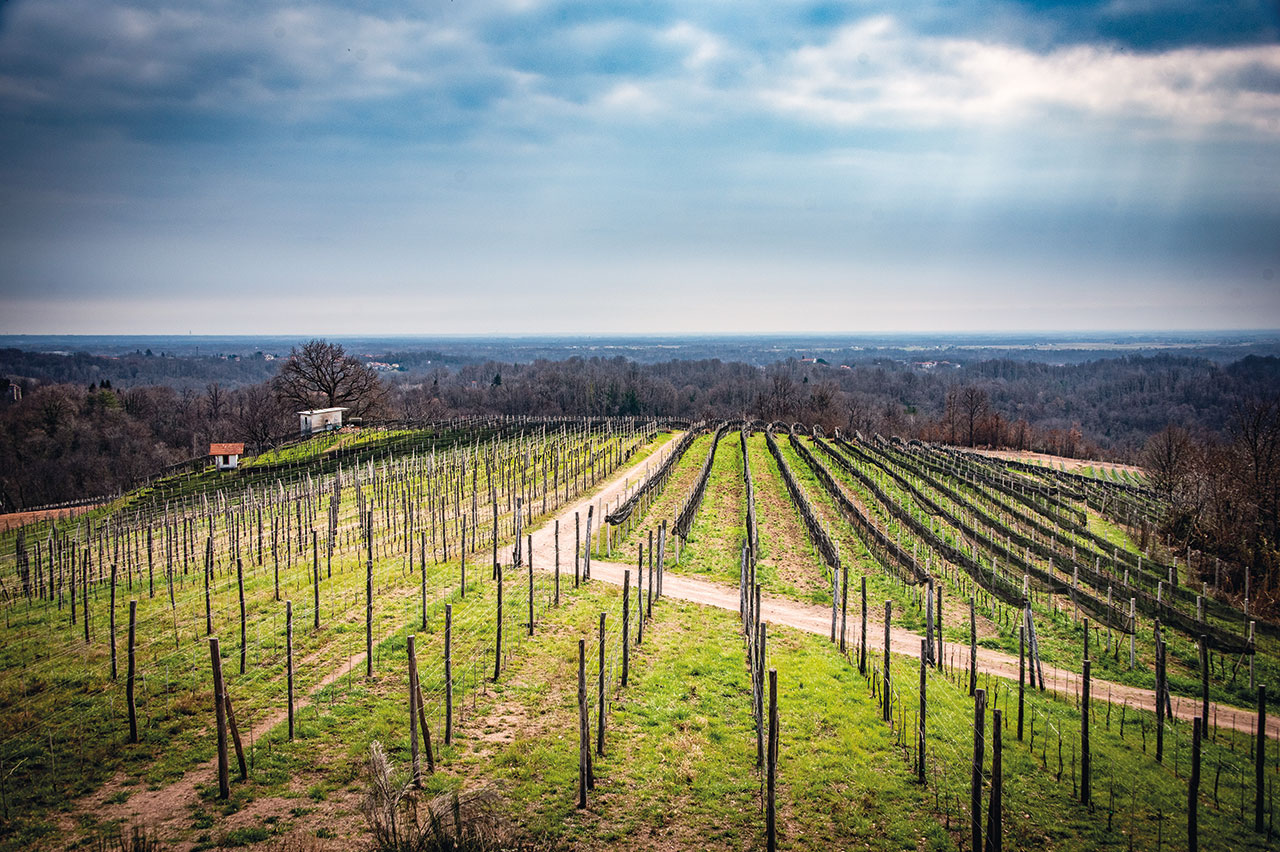 Roccia Rossa Wines: vini preziosi forgiati nella roccia | TorinoMagazine